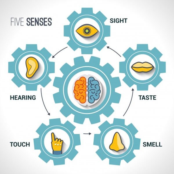 Learning Through Our 5 Senses | Learn Science, Robotics and Artificial ...