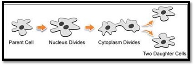 binary fission | Experihub Learning
