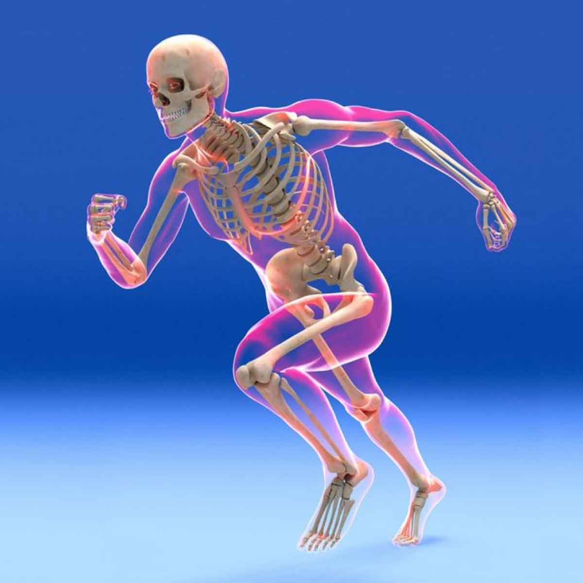 Our Skeletal System with Kits Experihub Learning