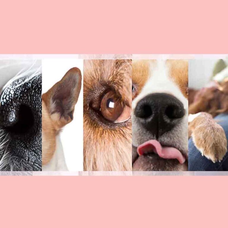 Sense Organs in Animals | Learn Science, Robotics and Artificial ...