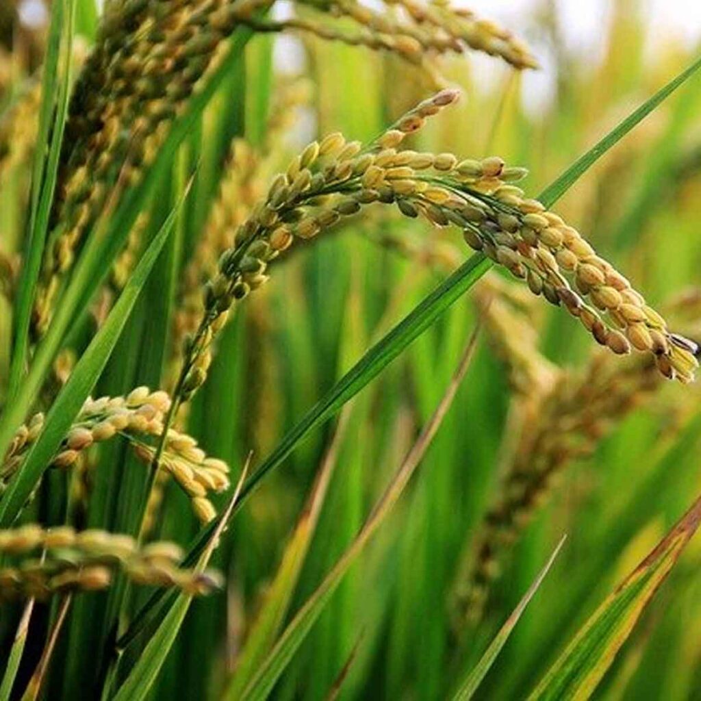 Crop Production And Nitrogen Fixation Learn Science Through Experiments crop-production-and-nitrogen-fixation-learn-science-through-experiments