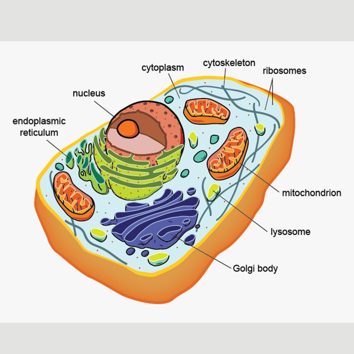 Cell Structure Ubicaciondepersonas cdmx gob mx