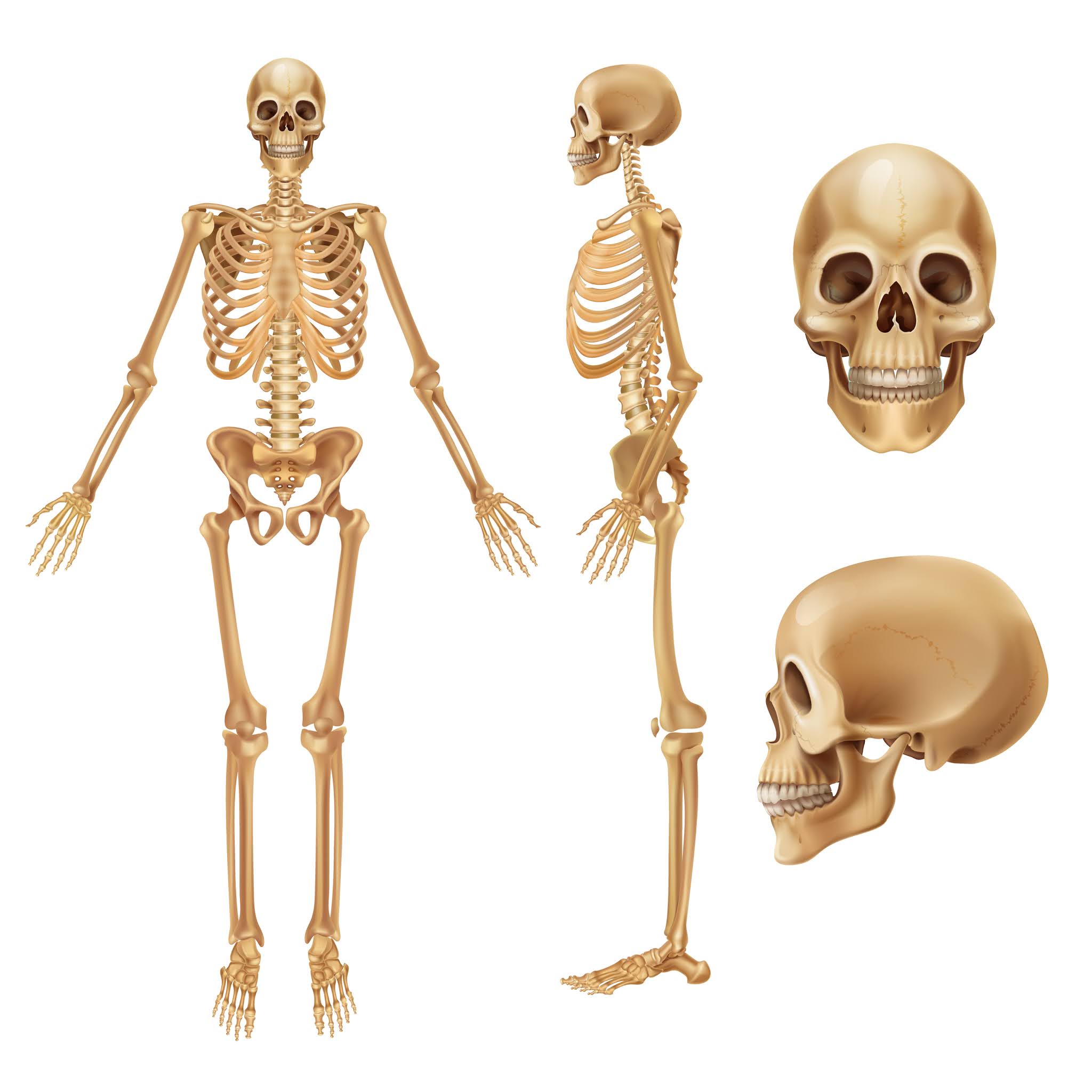The Skeletal System Learn Science Through Experiments The Skeletal System Learn Science Through Experiments
