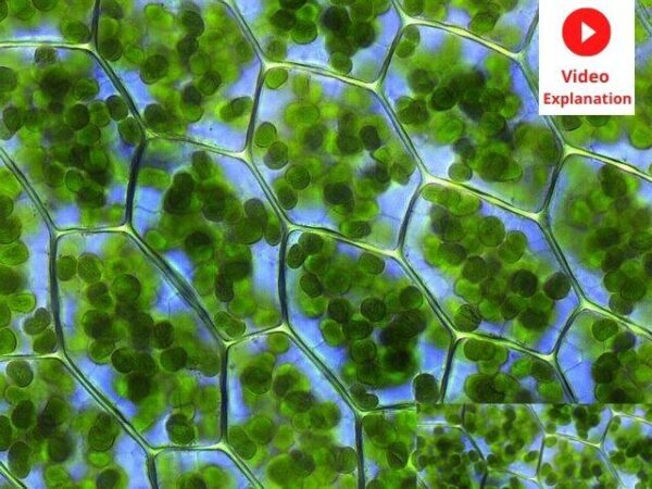 chlorophyll | Learn Science, Robotics and Artificial Intelligence