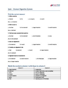 Quiz – Human Digestive System | Learn Science through Experiments